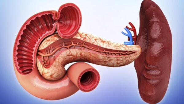 The Spleen: From a Chinese Medicine Perspective - Dr. Raghav Thukral